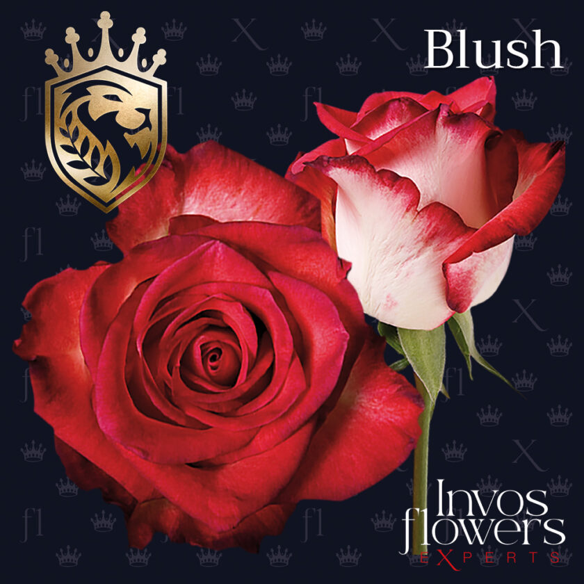 Catalogues | Invos Flowers Experts