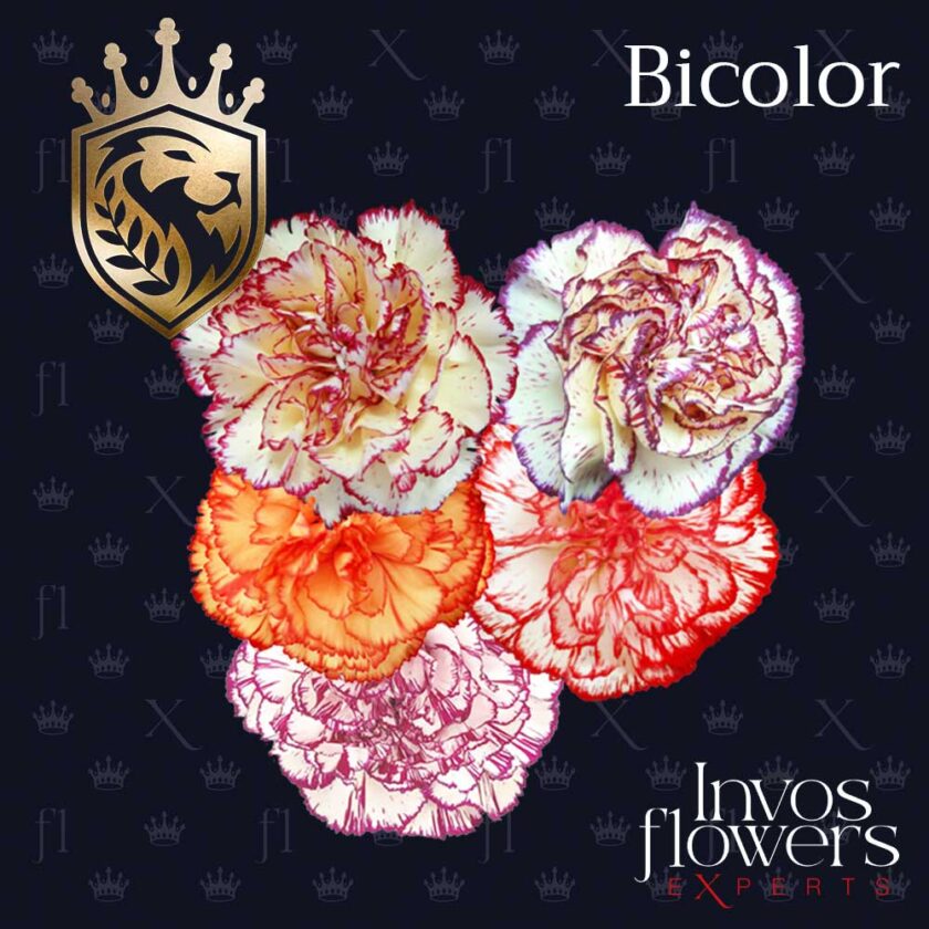 Catalogues | Invos Flowers Experts