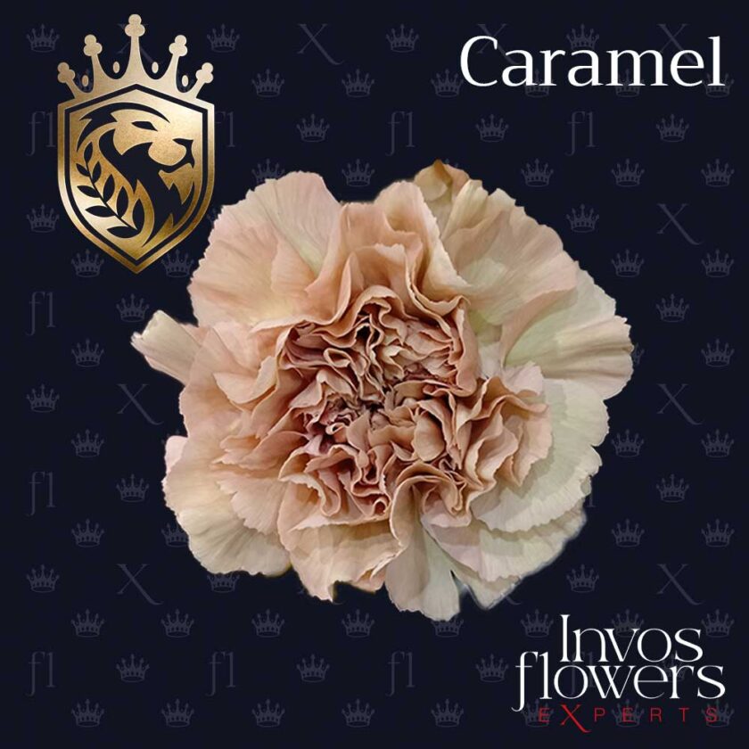 Catalogues | Invos Flowers Experts